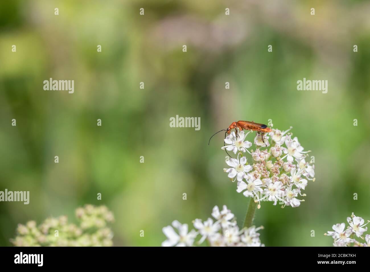 Common Red Soldier Beetle / Rhagonycha fulva settled on flowers of ...
