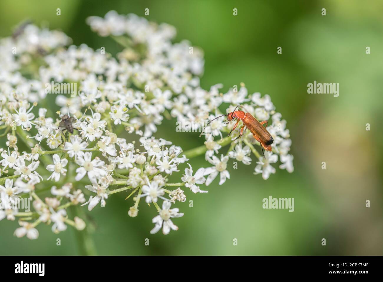 Common Red Soldier Beetle / Rhagonycha fulva settled on flowers of ...