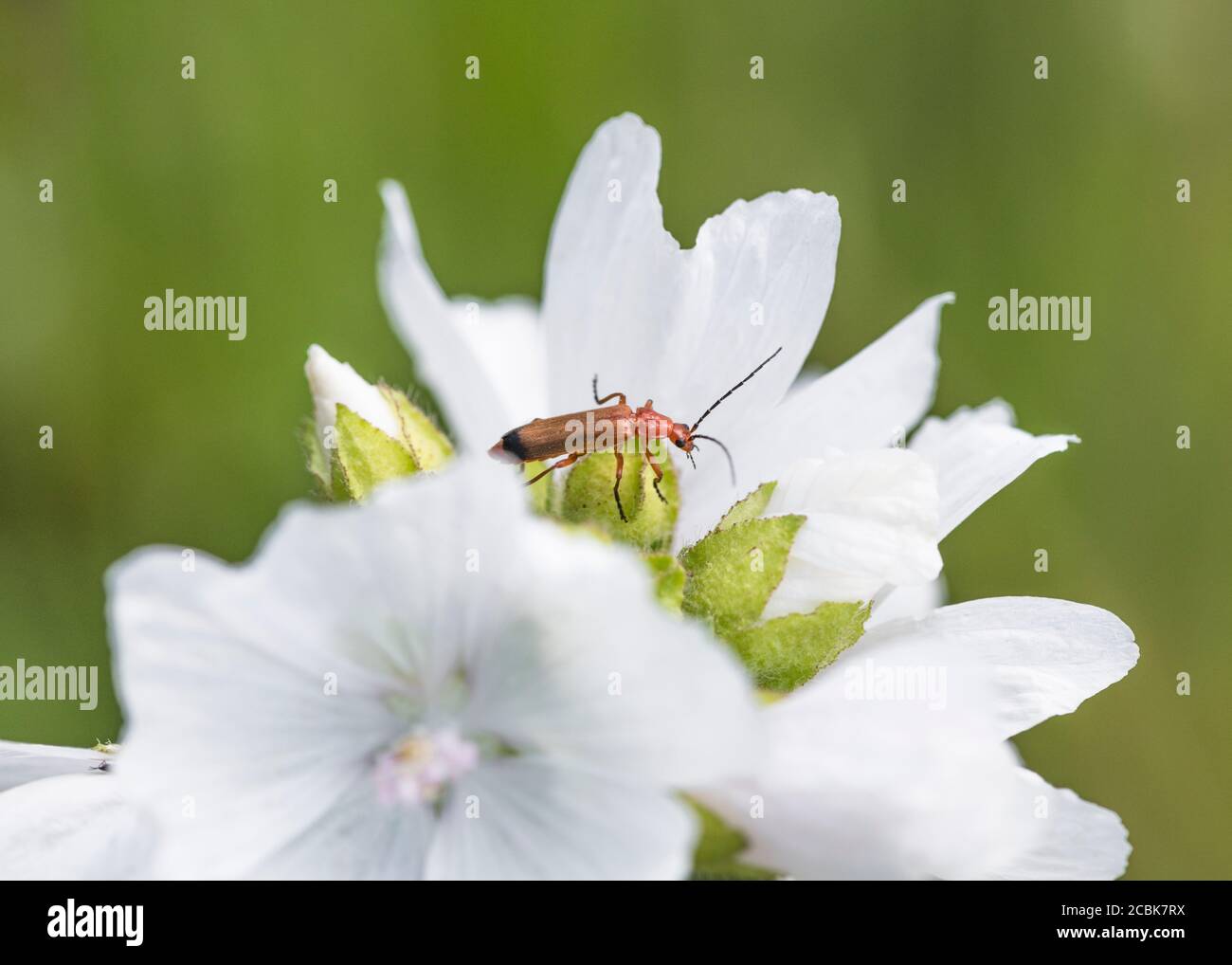 Common Red Soldier Beetle / Rhagonycha fulva settled on white flower of ...