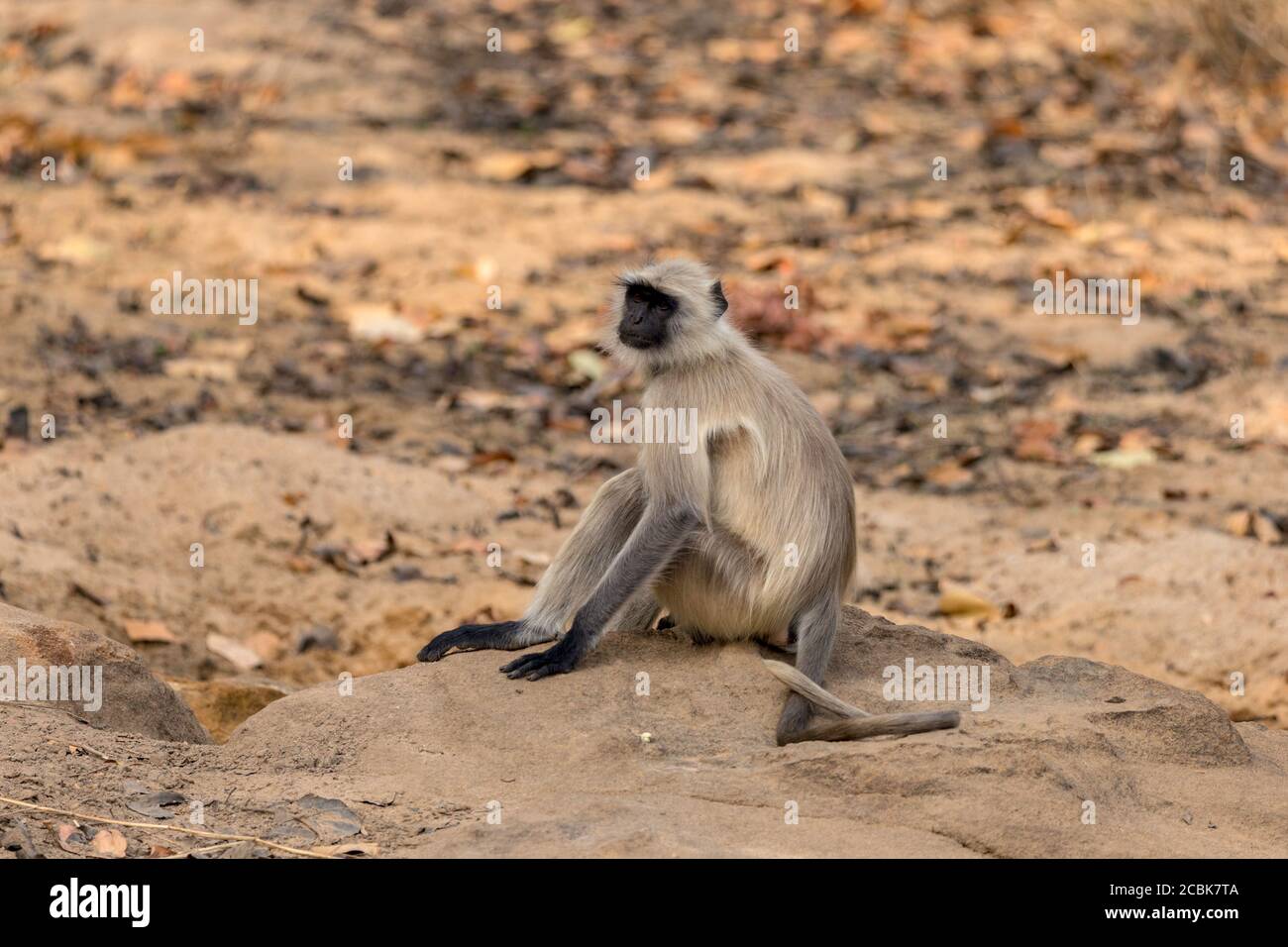 Gray langur, Hanuman Langur of India, Semnopithecus Entellus Sitting on ...
