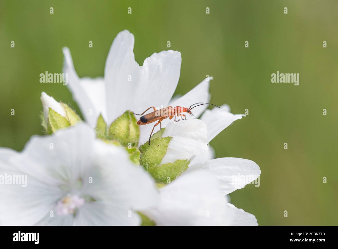 Common Red Soldier Beetle / Rhagonycha fulva settled on white flower of ...