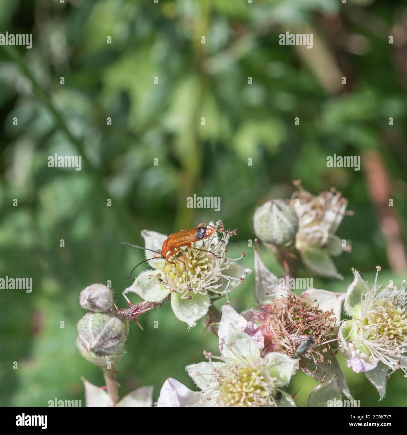 Common Red Soldier Beetle / Rhagonycha fulva settled on Bramble / Rubus ...