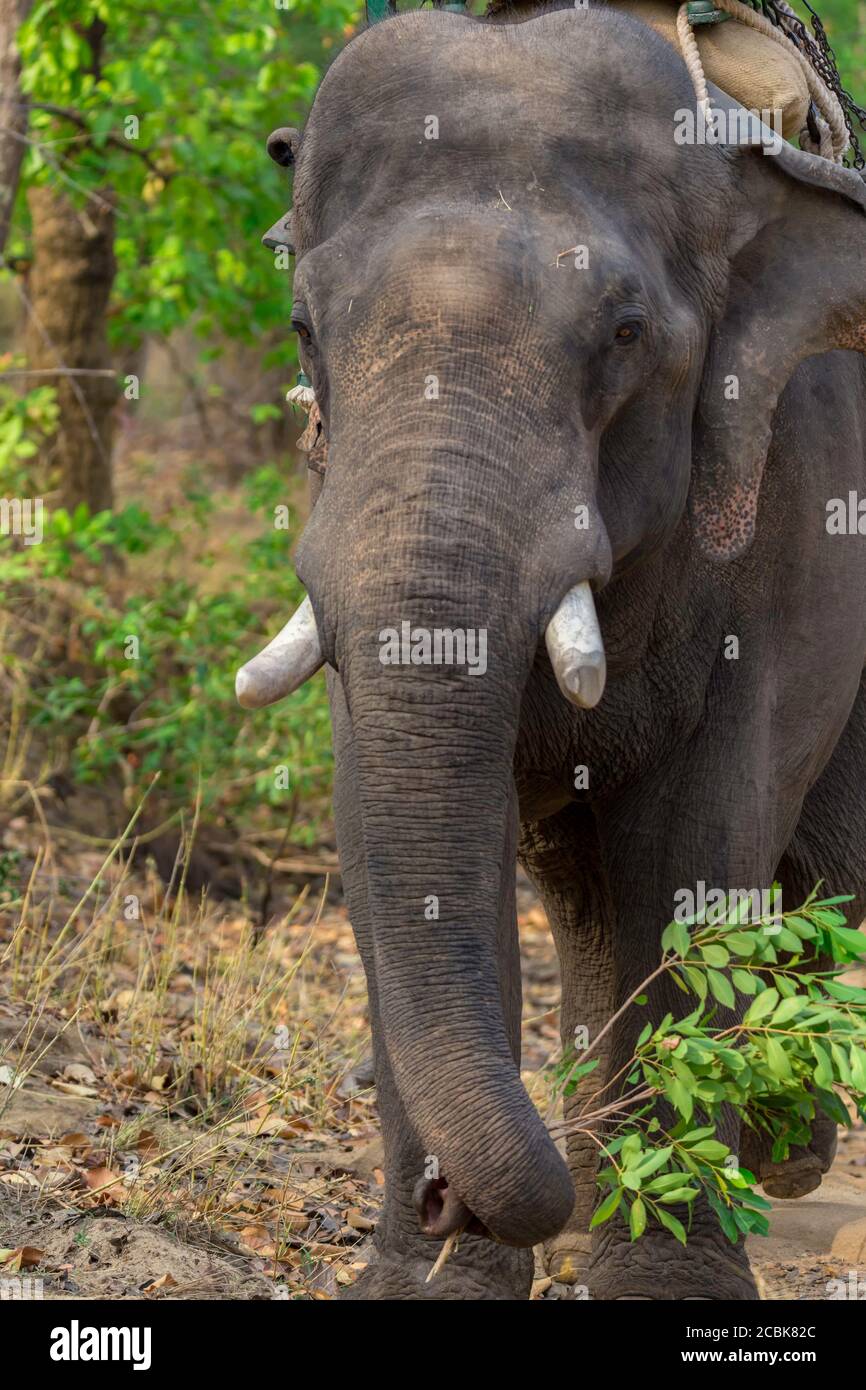 Elephant Elephantidae Largest Land Animal with Big Ivory Tusks with ...