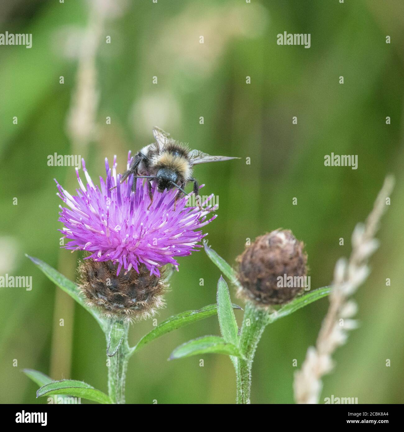 White tipped bumblebee hi-res stock photography and images - Alamy