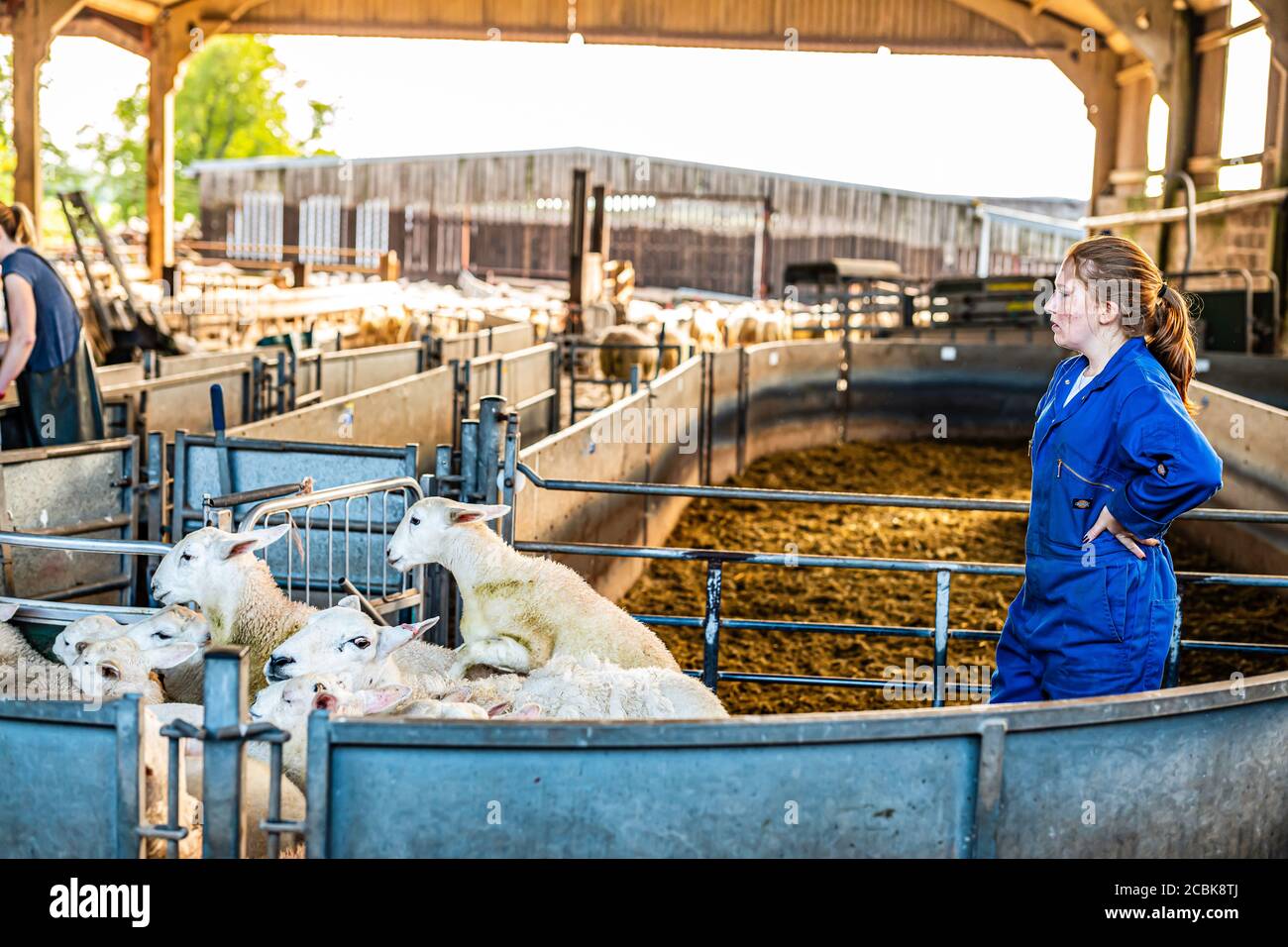 Woman Shepherdess With Flock Of Sheep High Resolution Stock Photography ...