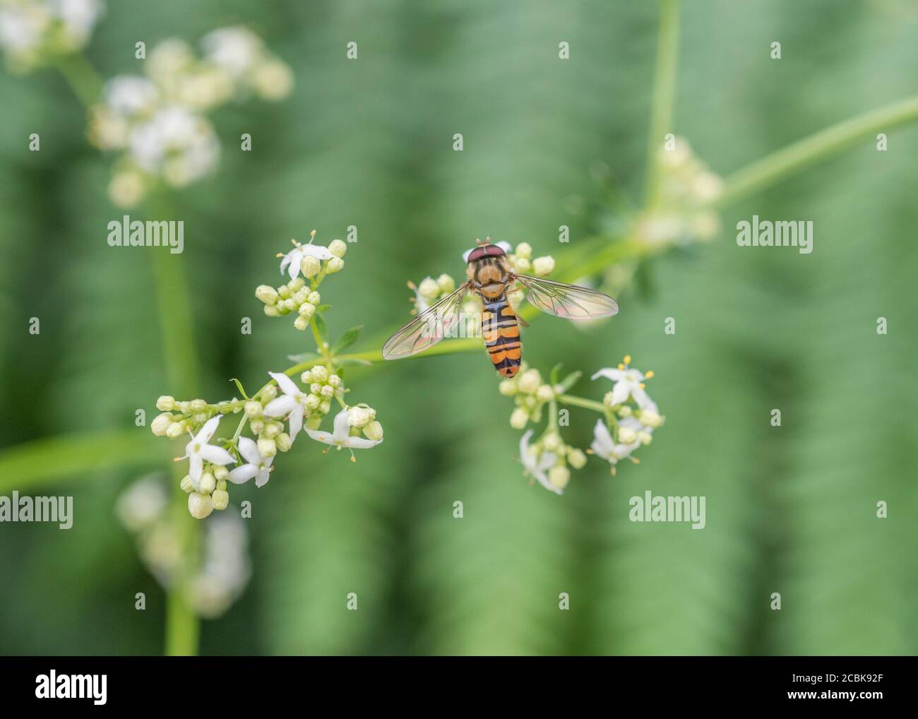 Types of hoverfly uk hi-res stock photography and images - Alamy