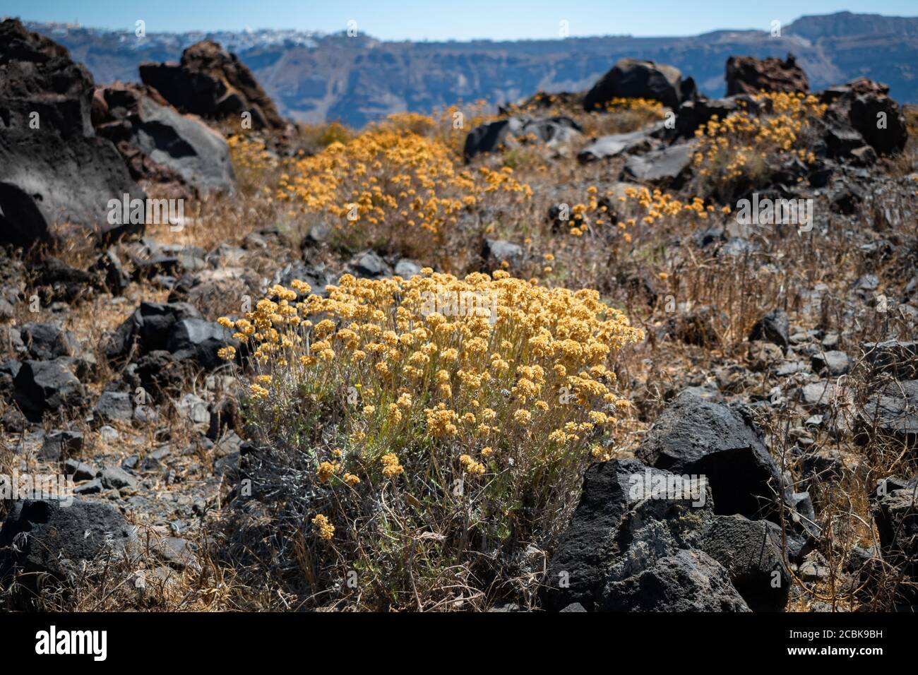 Yellow flowers on Santorini's Caldera Stock Photo - Alamy