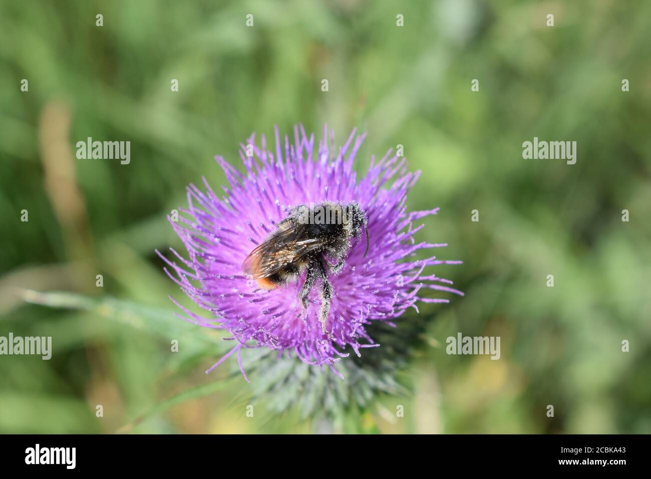 bumblebee on purple thistle Stock Photo - Alamy