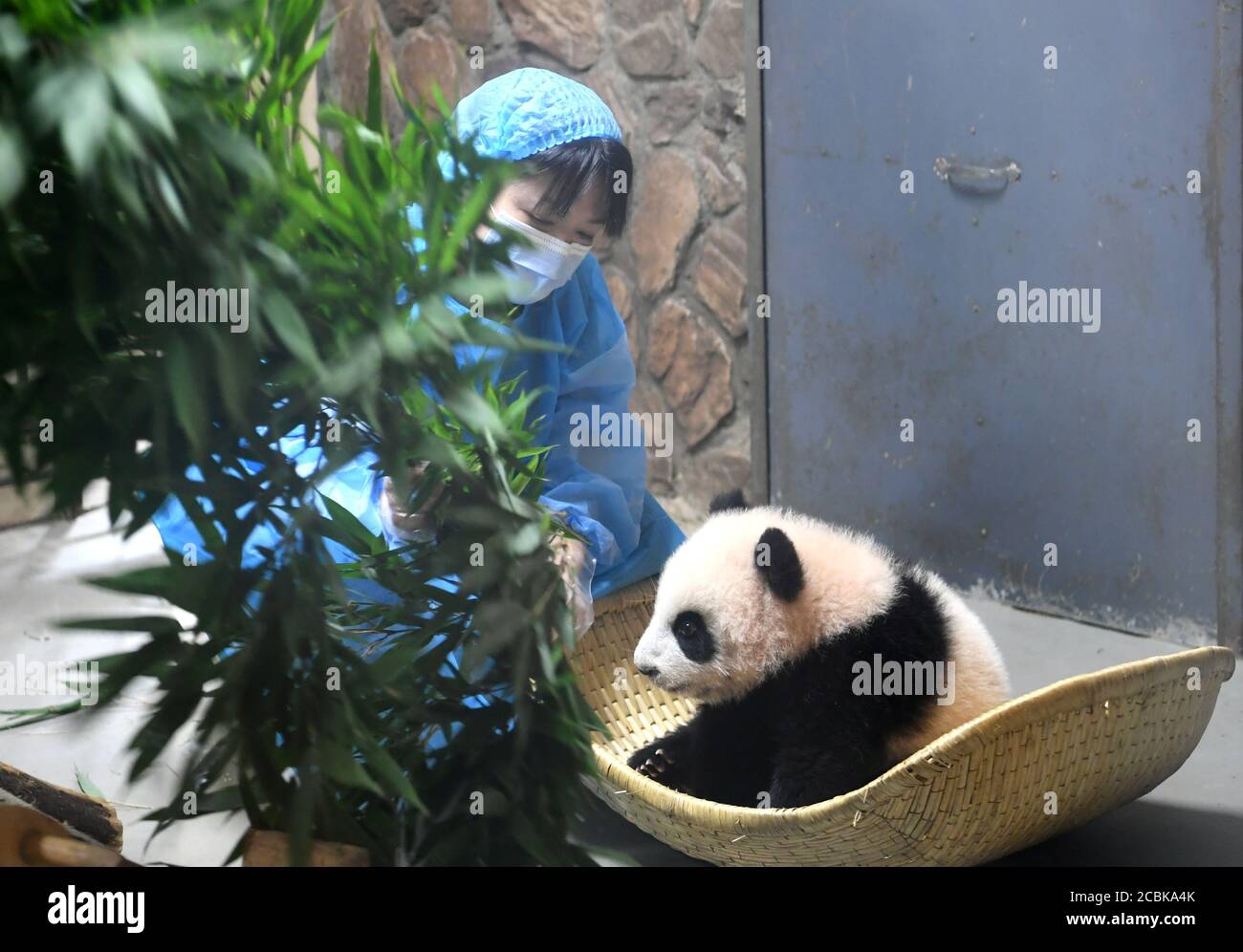 The baby panda "Chun Sheng" and its Japanese breeder play in the ...