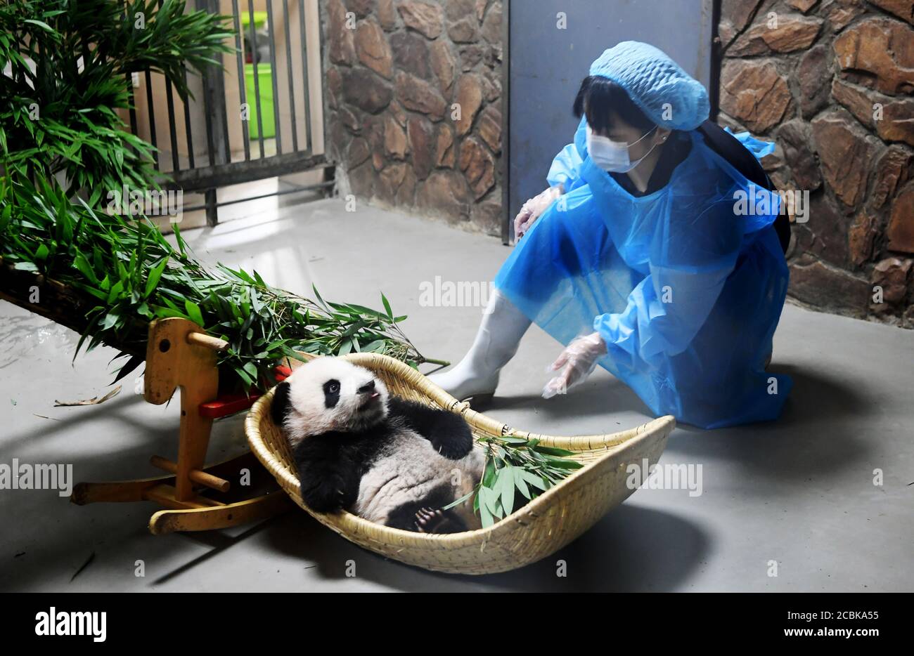 The baby panda "Chun Sheng" and its Japanese breeder play in the ...