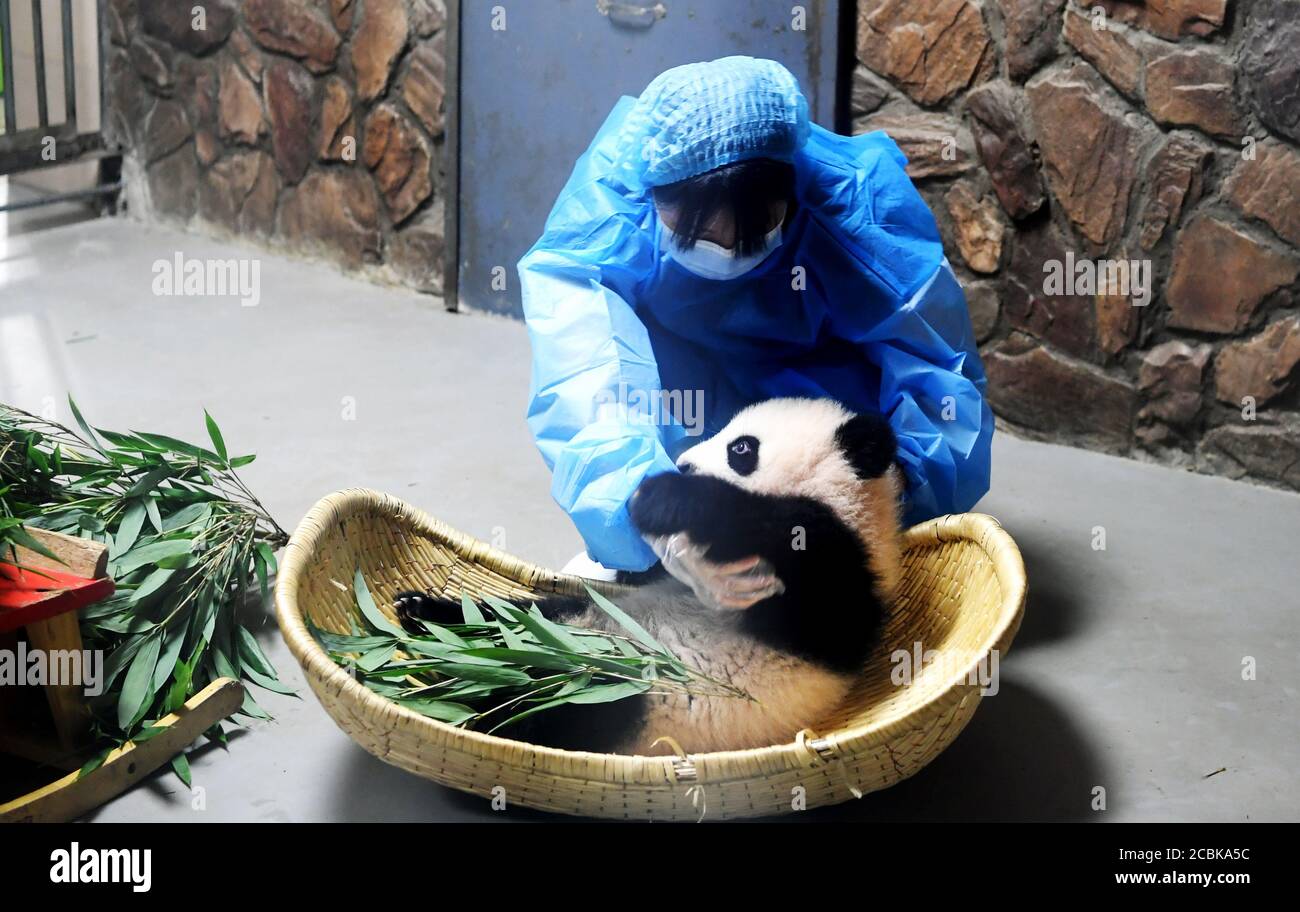 The baby panda "Chun Sheng" and its Japanese breeder play in the ...