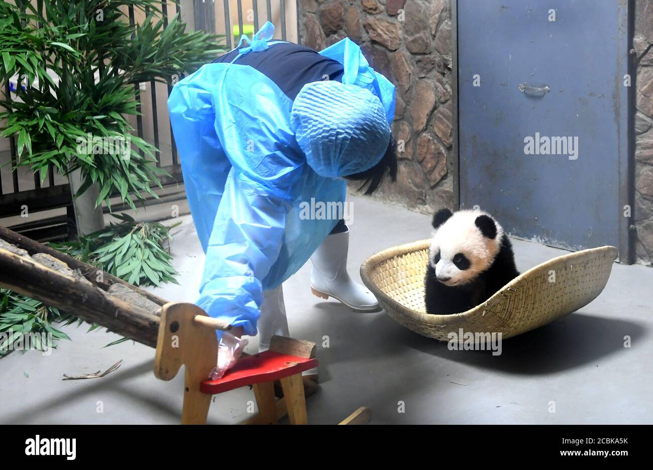 The baby panda "Chun Sheng" and its Japanese breeder play in the ...