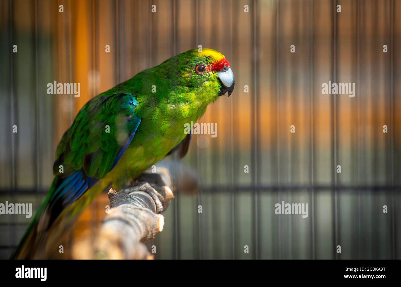 The yellow-crowned parakeet (Cyanoramphus auriceps) at Exhibition of ...