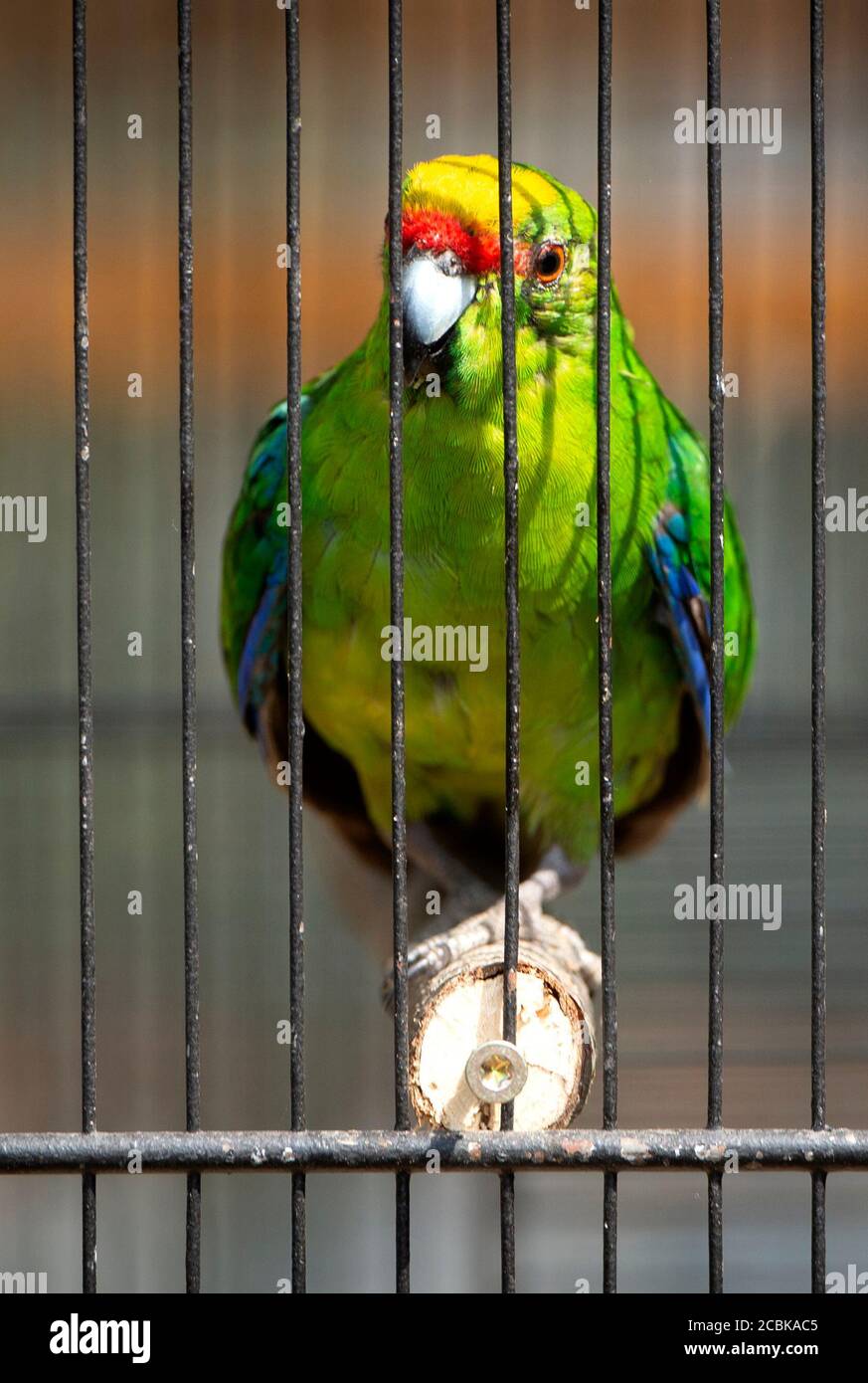 Prague, Czech Republic. 14th Aug, 2020. The yellow-crowned parakeet ...