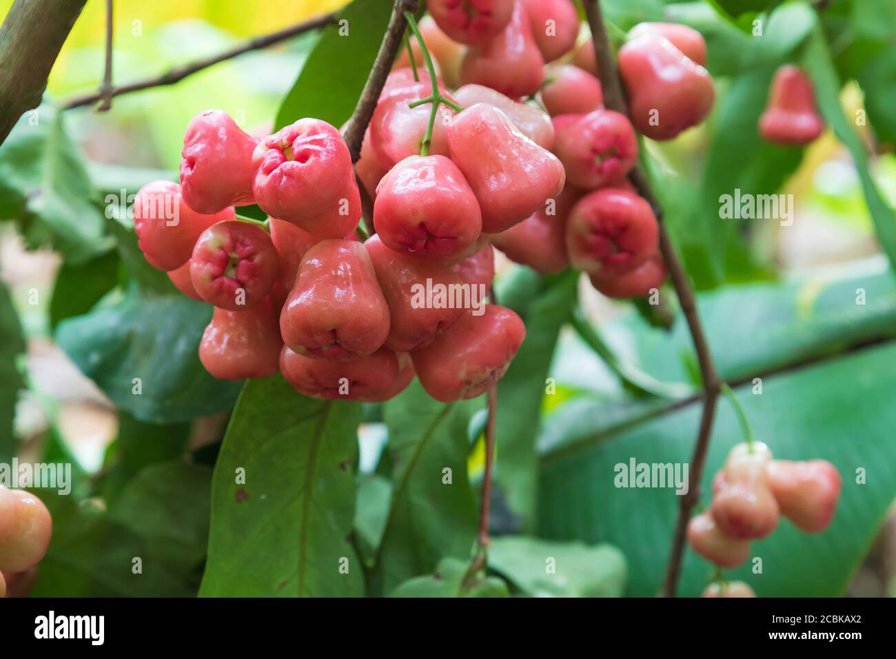 Wax apple hi-res stock photography and images - Alamy