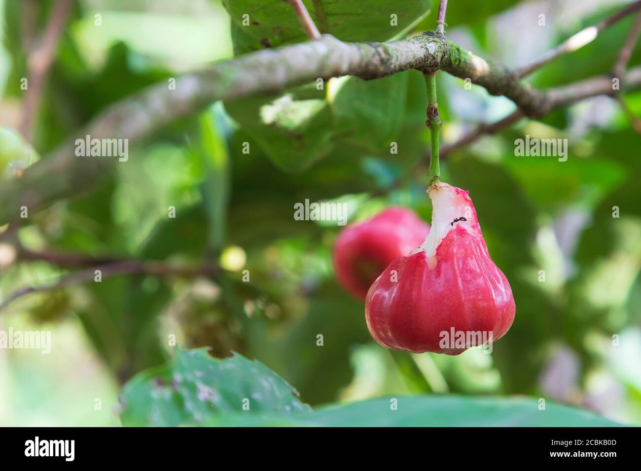 a black ant eating from a bitten wax apple fruit with exposed white ...
