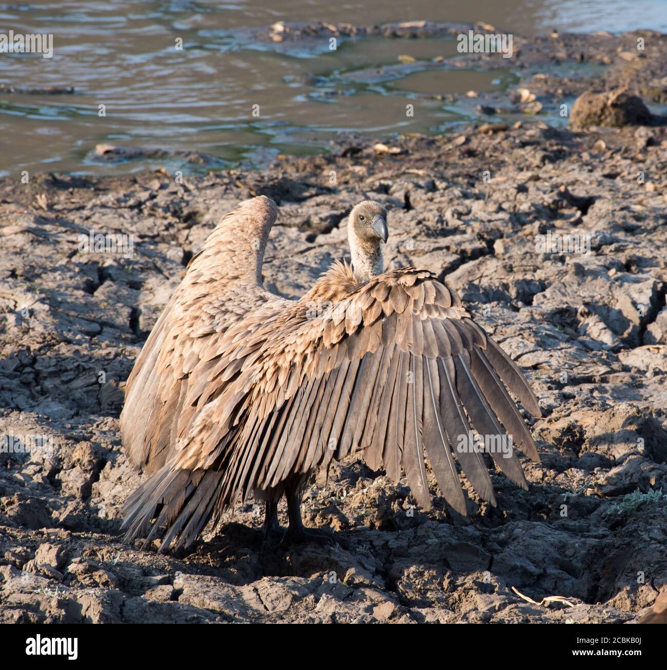 Vulture standing on the ground with wings spread open and back heating ...
