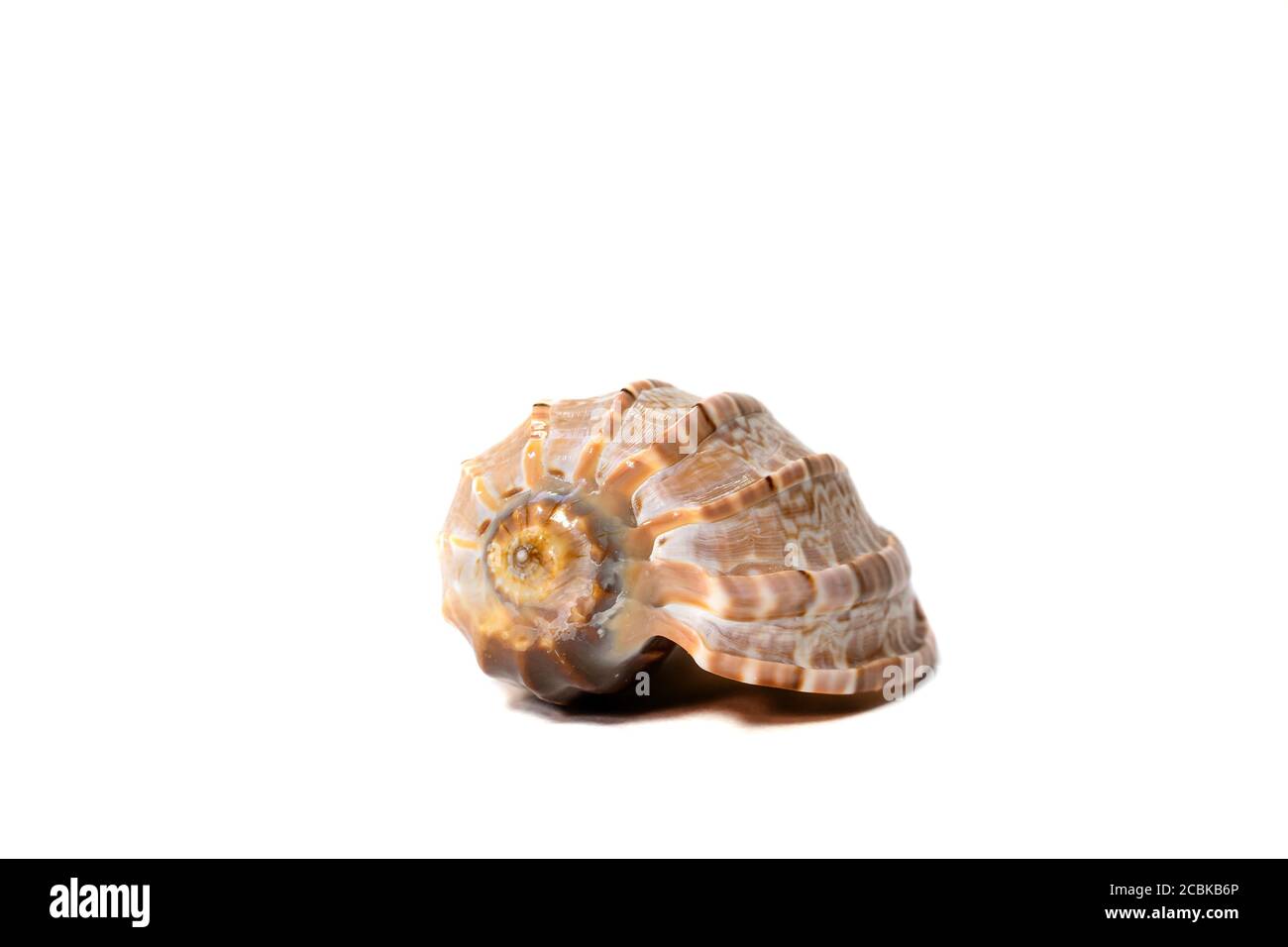 Large sea snail species hi-res stock photography and images - Alamy
