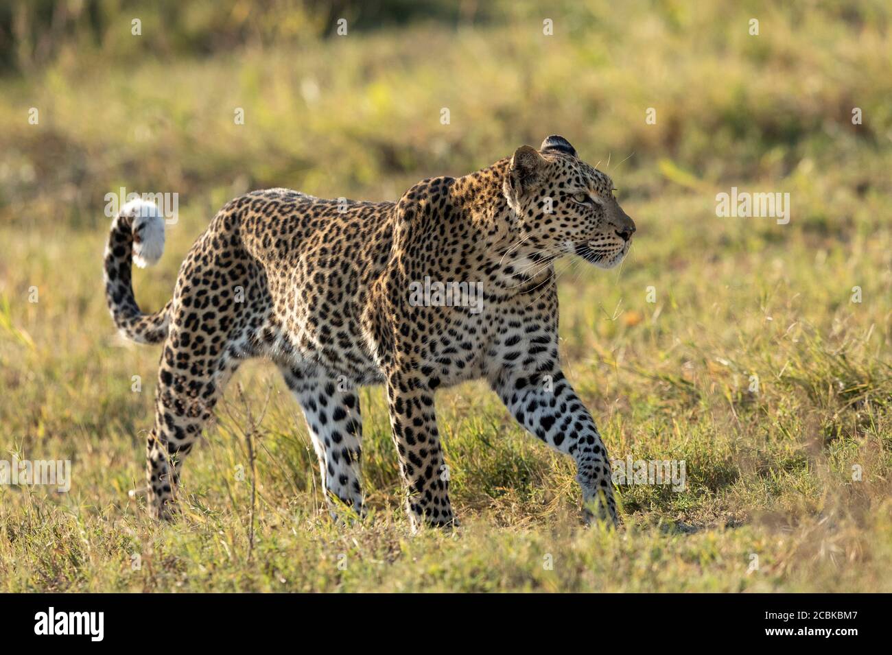 Old leopard walking on green grass in the warm afternoon light in Khwai ...