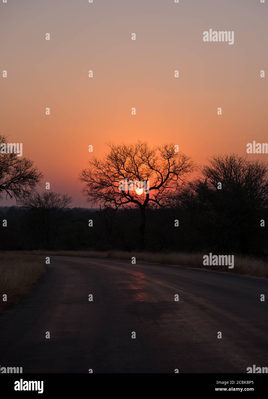 Trees silhouette tree branches hi-res stock photography and images - Alamy