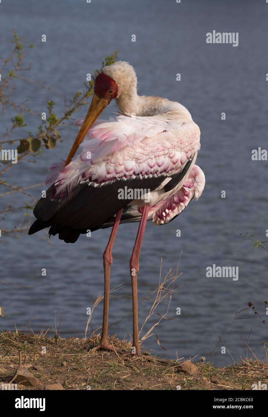 Yellow billed stork standing next to a lake and pruning feathers Stock ...