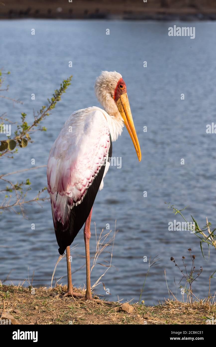 White stork standing still hi-res stock photography and images - Alamy