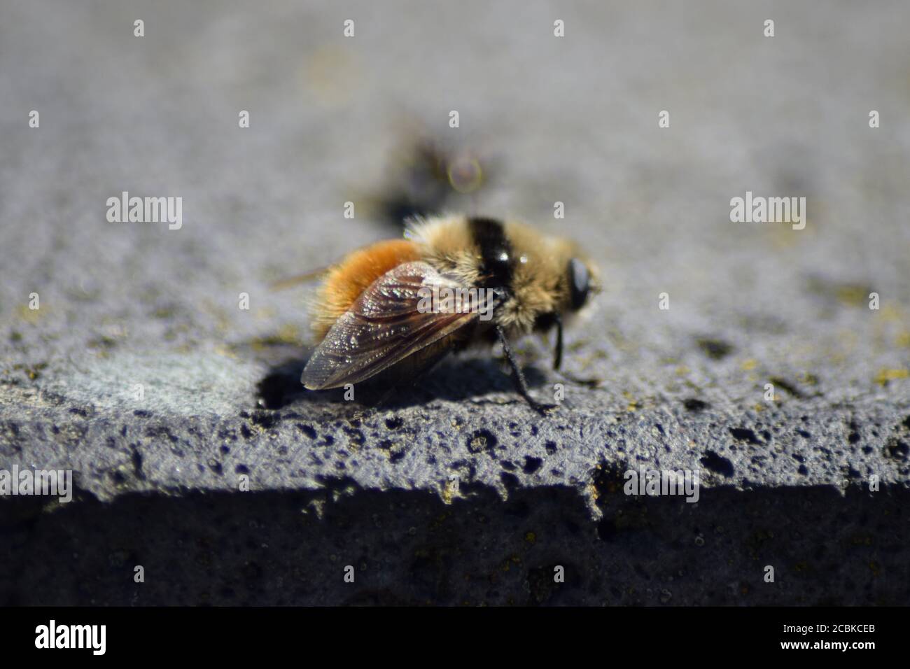 Stone insects hi-res stock photography and images - Alamy