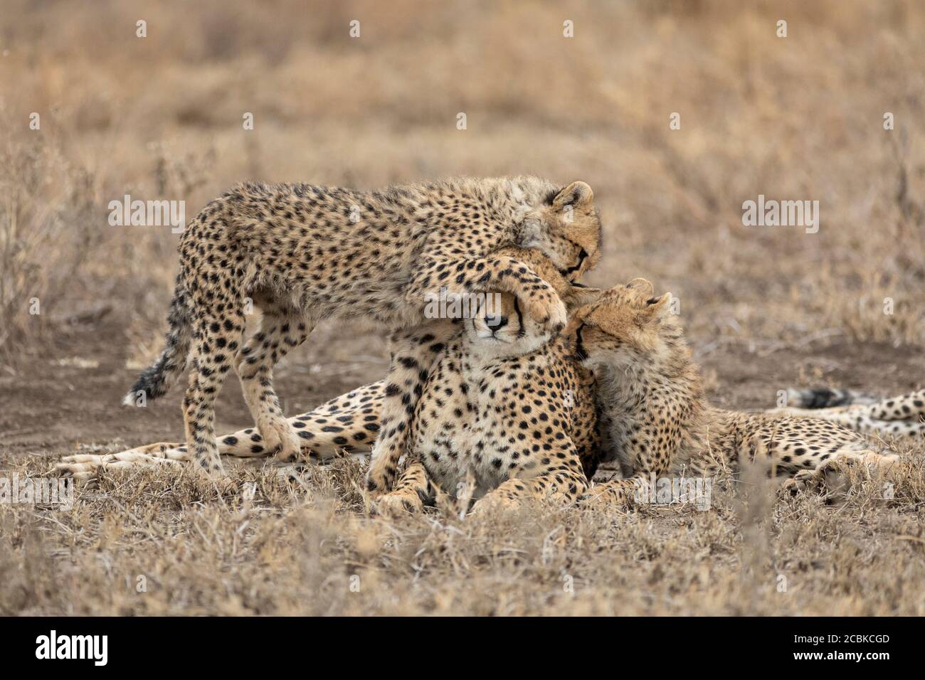Female cheetah and two juvenile cubs showing affection in dry season in ...