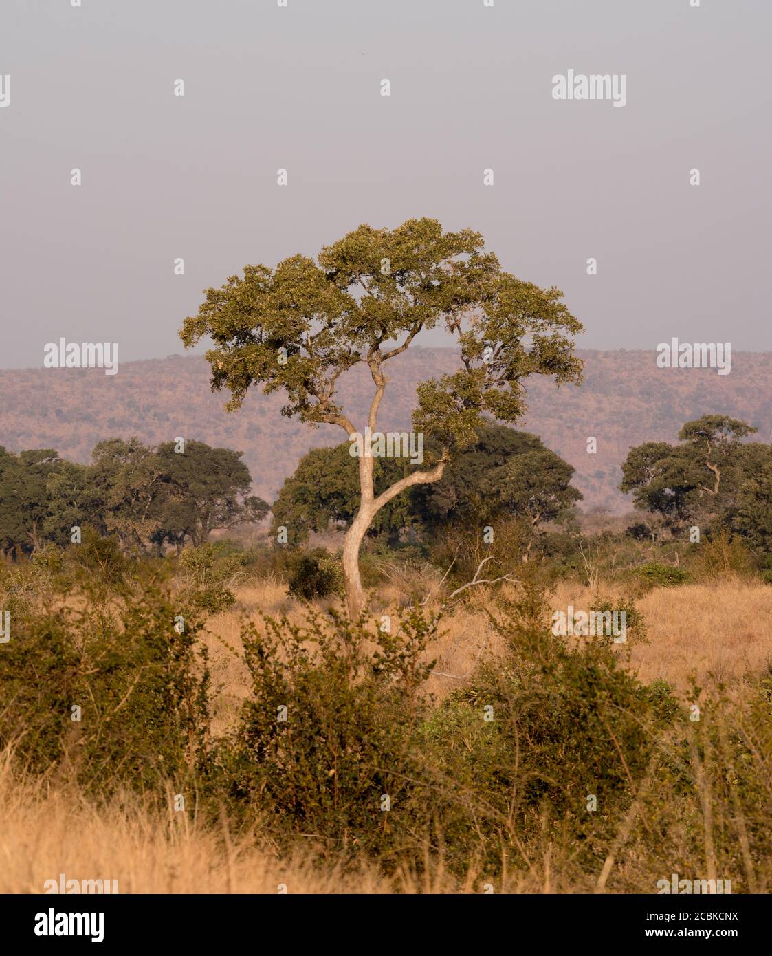 Lowveld mountain hi-res stock photography and images - Alamy