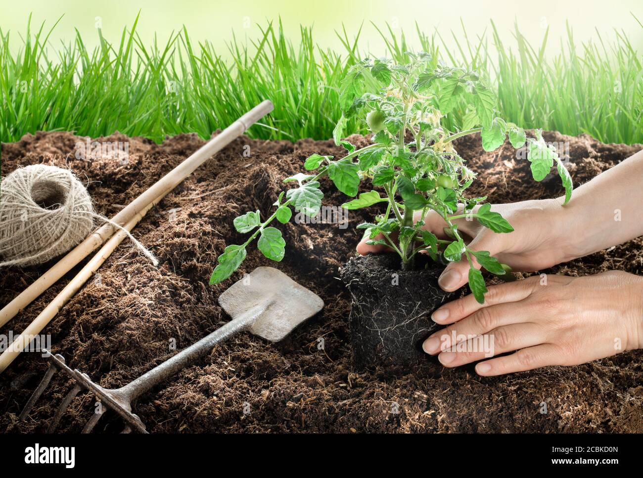 Vegetable plantlets hi-res stock photography and images - Alamy