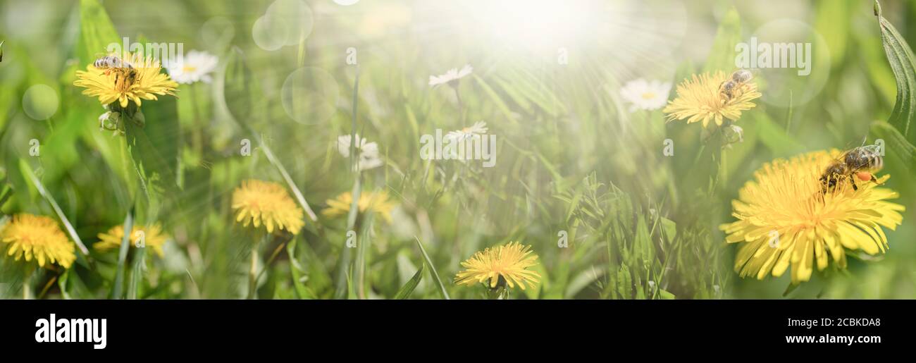 Sunny bee pasture - Meadow with flowers and bees - panorama - banner ...