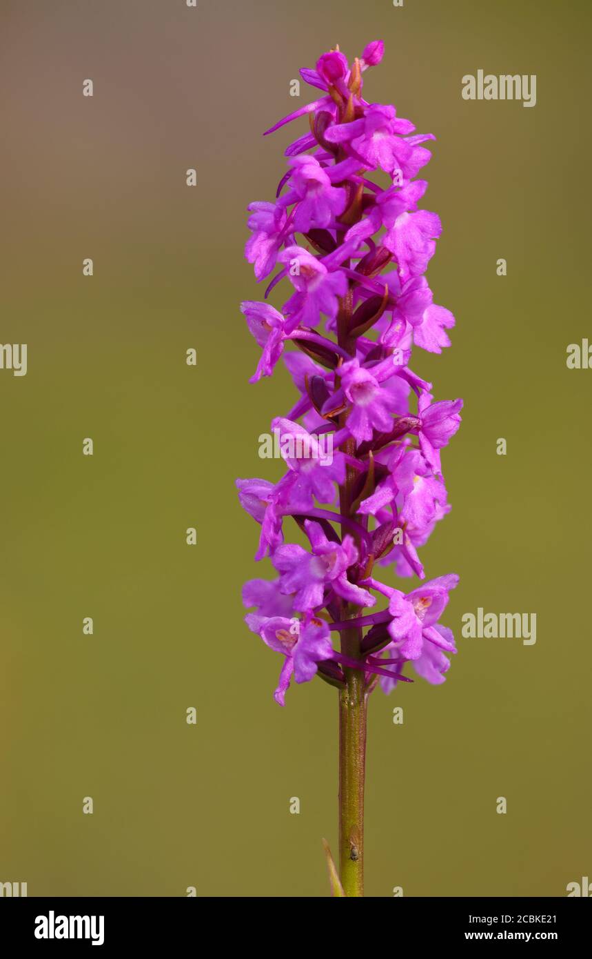 Fragrant orchid uk hi-res stock photography and images - Alamy