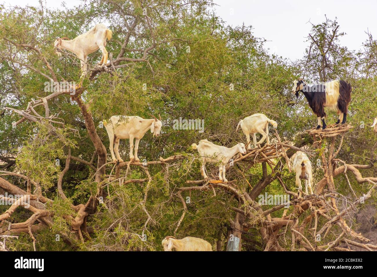 Goats climbing argan trees hi-res stock photography and images - Alamy