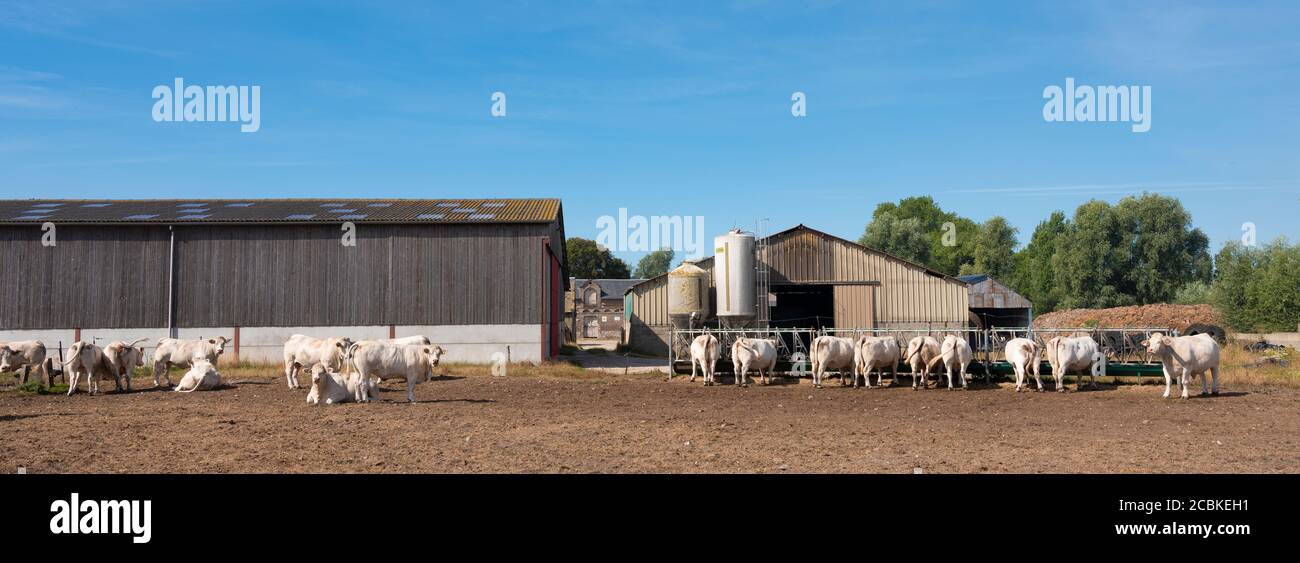 Normandy dairy farm hi-res stock photography and images - Alamy