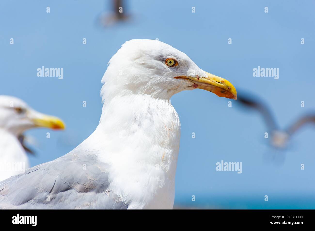 Portrait of a seagull Stock Photo - Alamy