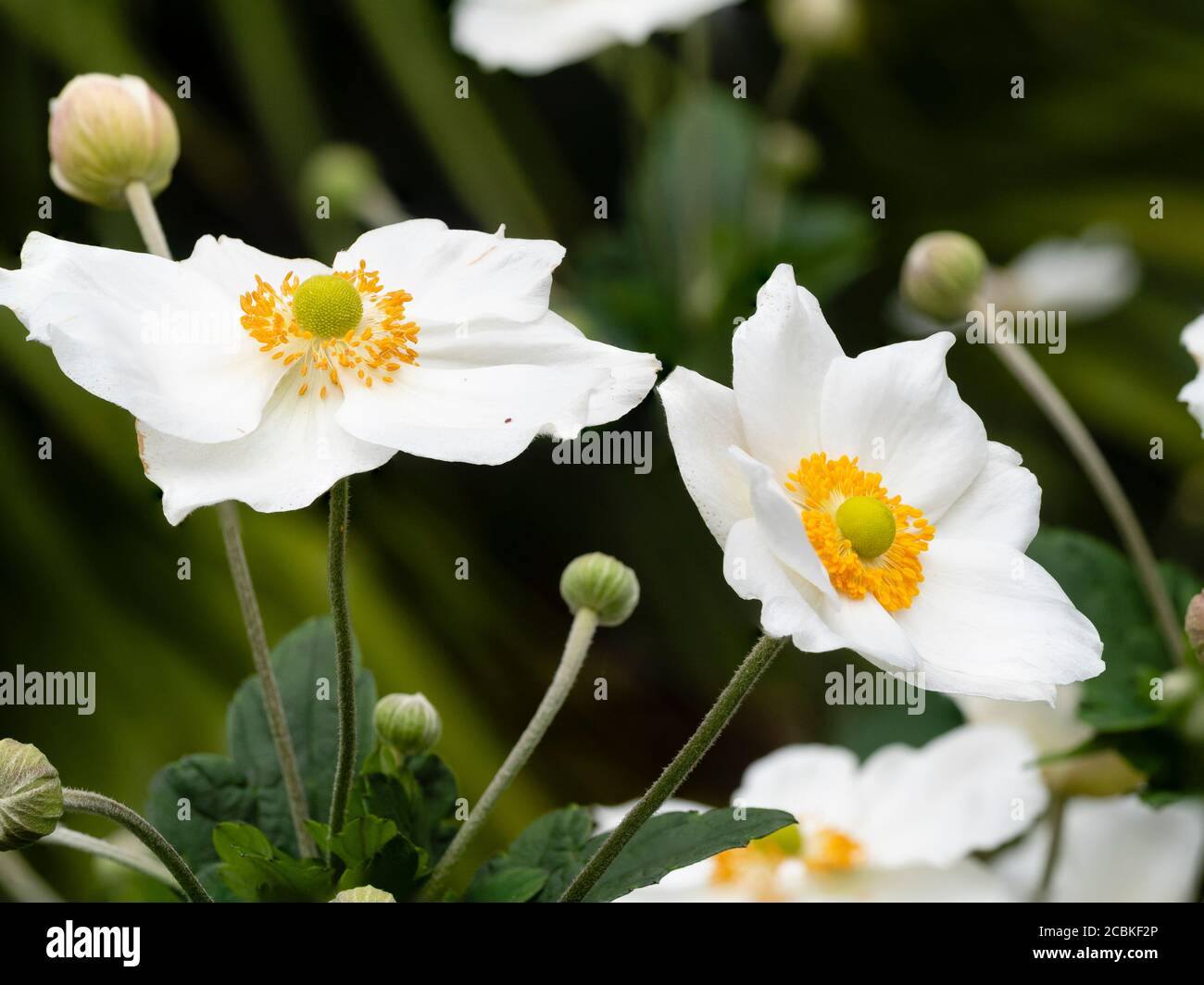 Pure white flowers of the late summer to autumn flowering Japanese ...