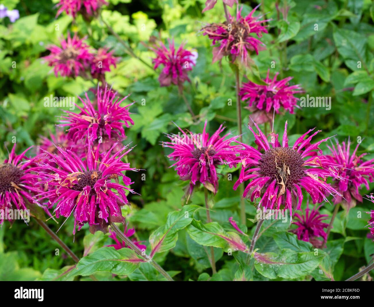 Summer blooming red pink flowered hardy perennial bee balm, Monarda ...