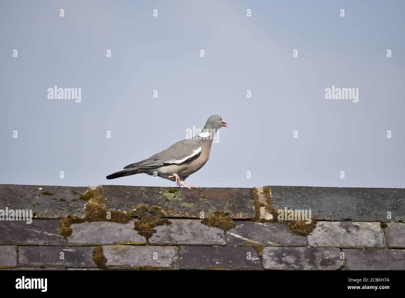 Calumba hi-res stock photography and images - Alamy