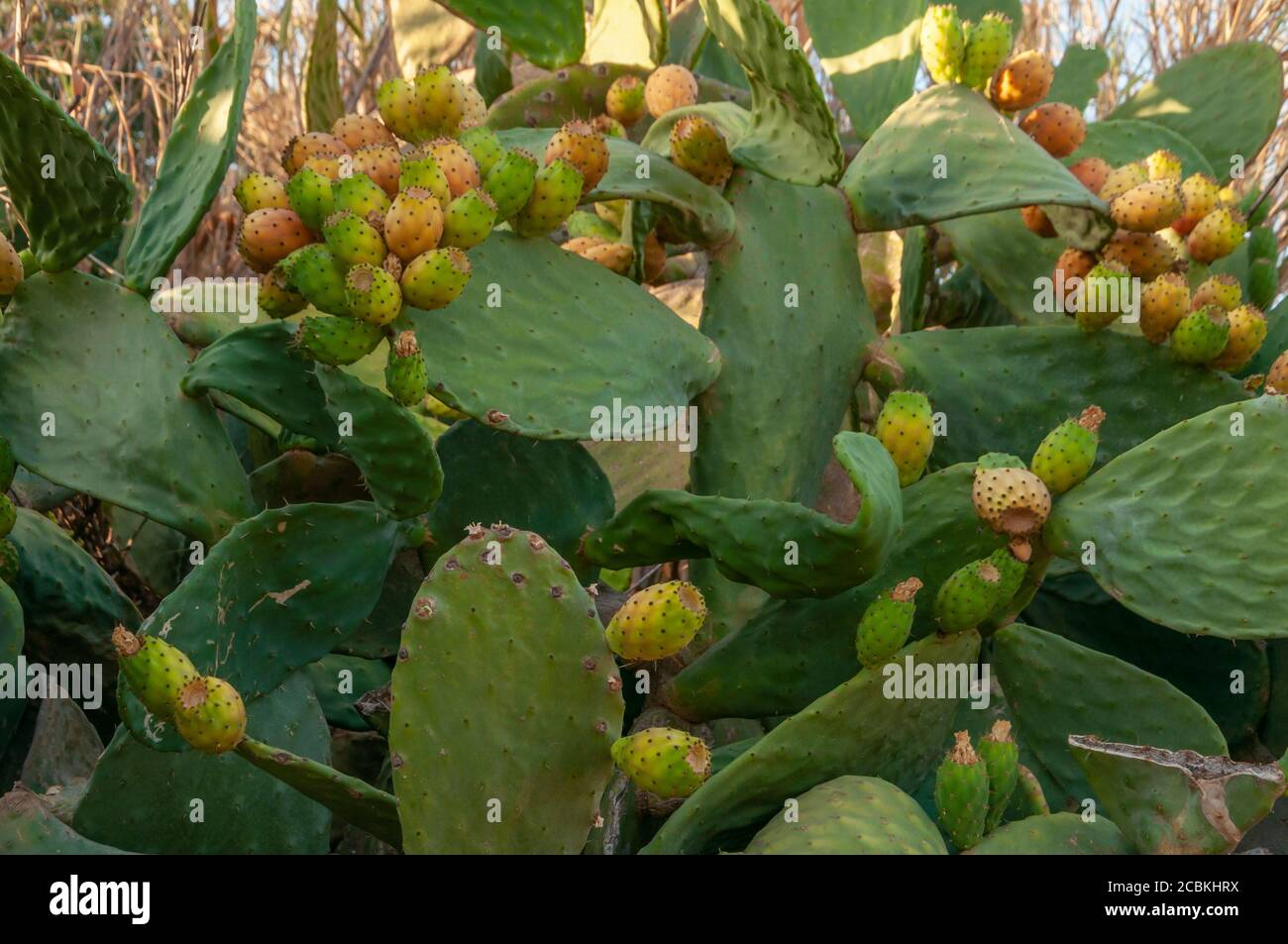 Prickly pear tree hi-res stock photography and images - Alamy
