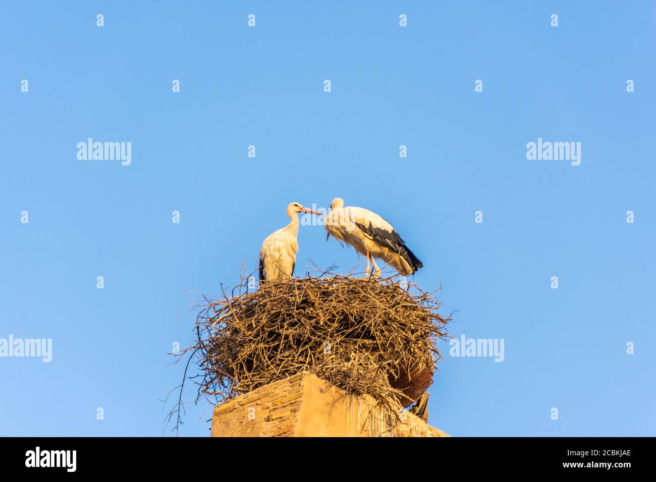 Couple of storks in their nest, over the kasbah of Marrakech, morocco ...