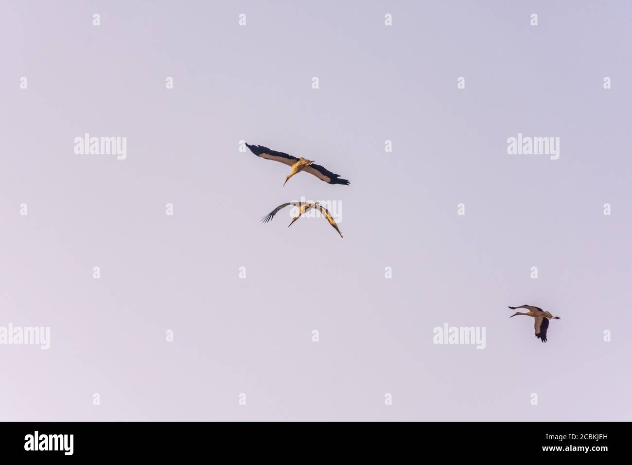 Huge flock of storks flying around the minaret of the kasbah mosque of ...