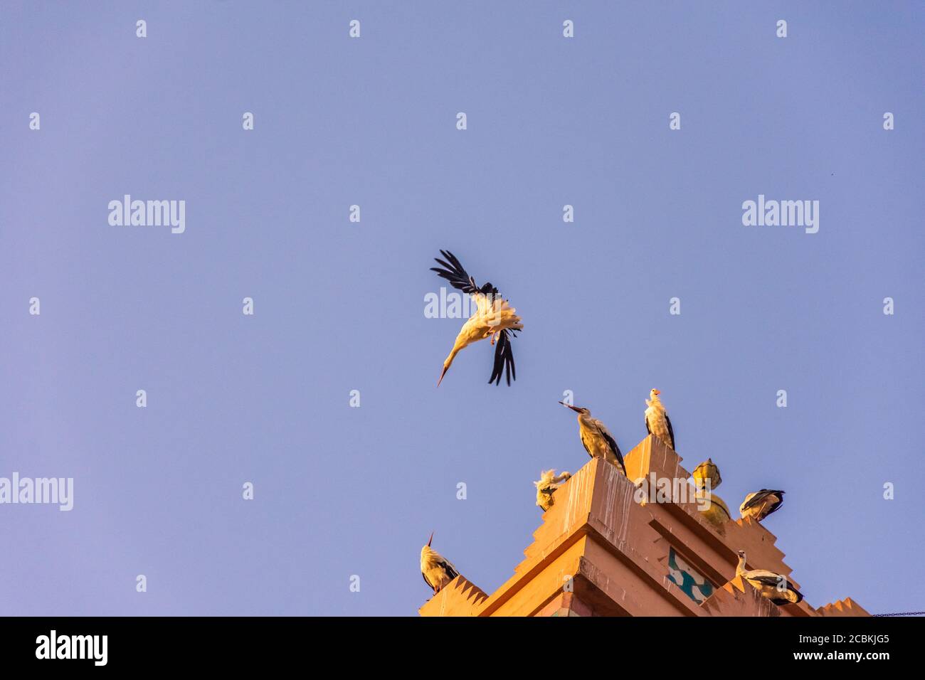 A great stork flying in the skies of Marrakech, Morocco Stock Photo - Alamy