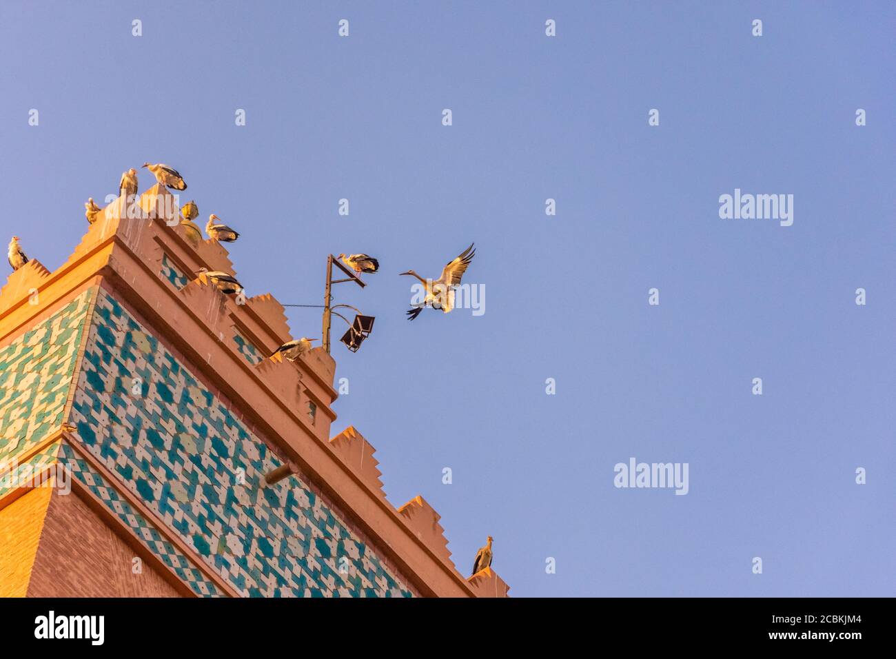A great stork flying in the skies of Marrakech, Morocco Stock Photo - Alamy
