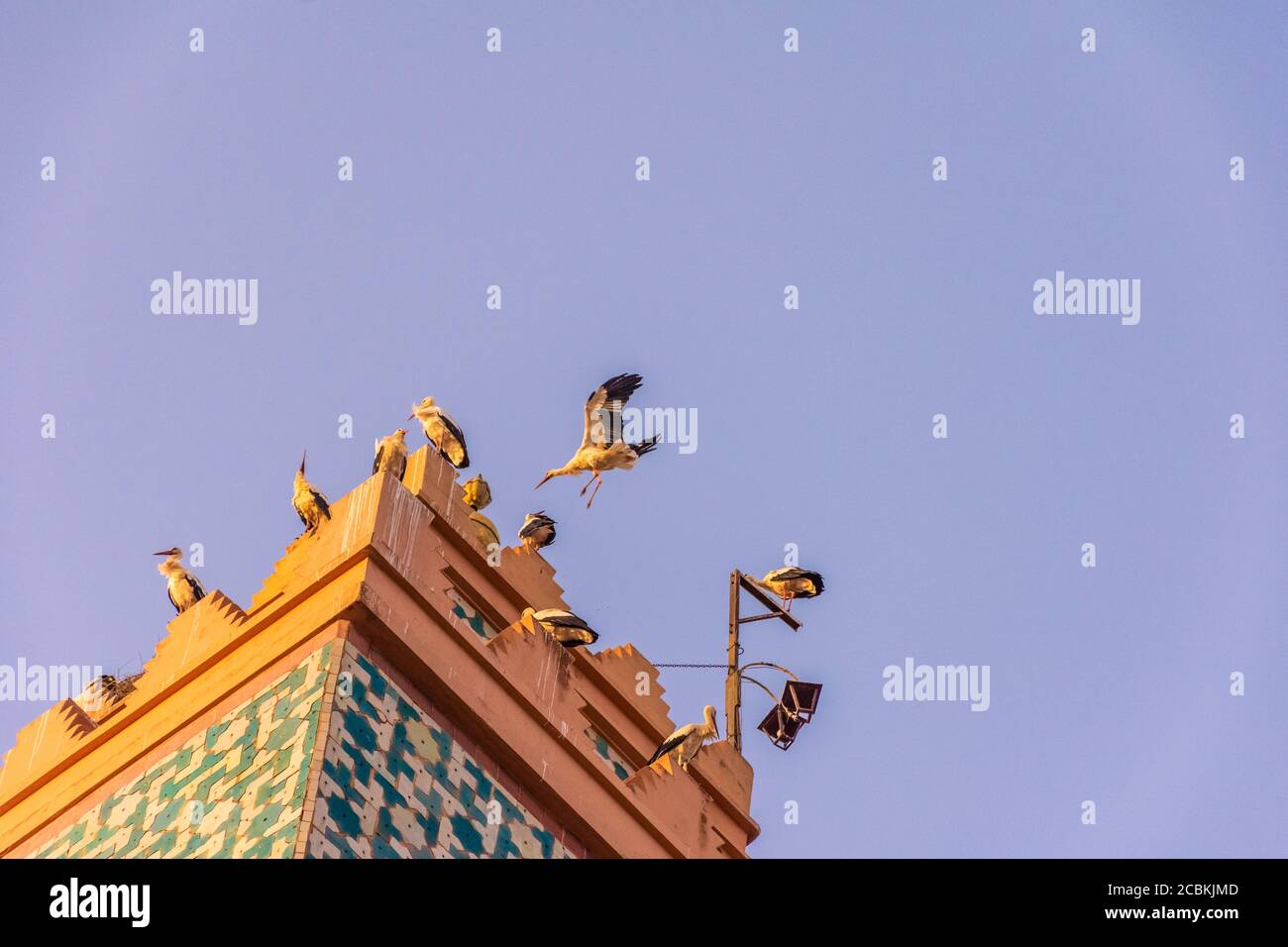 A great stork flying in the skies of Marrakech, Morocco Stock Photo - Alamy