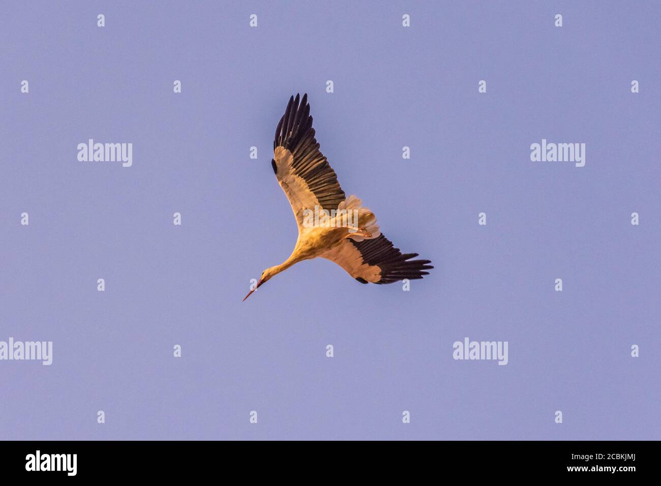 A great stork flying in the skies of Marrakech, Morocco Stock Photo - Alamy