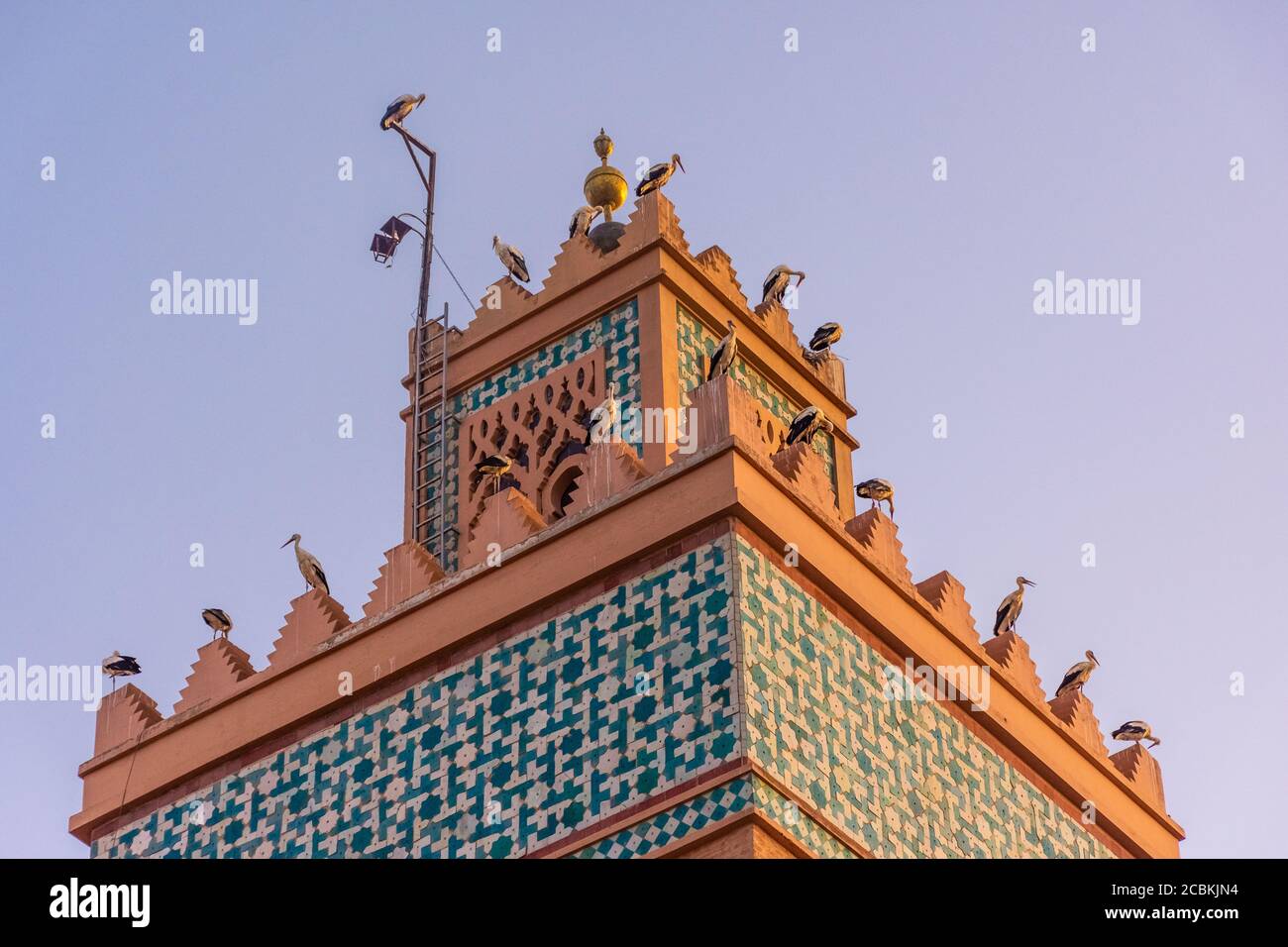 A great stork flying in the skies of Marrakech, Morocco Stock Photo - Alamy