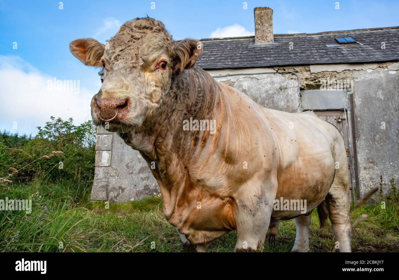 Adult male bull hi-res stock photography and images - Alamy