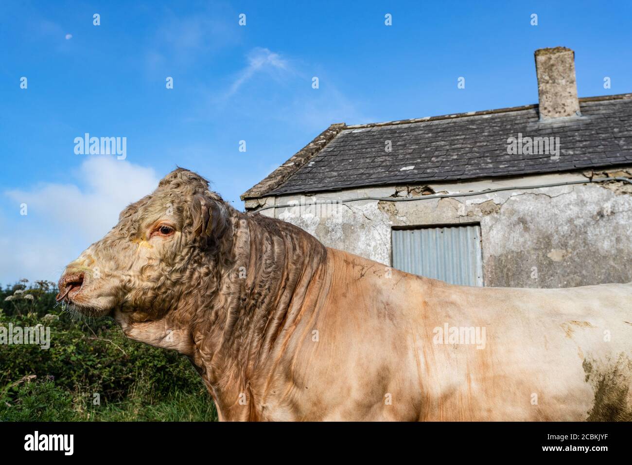 Large adult male Bull in rural Ireland setting Stock Photo - Alamy
