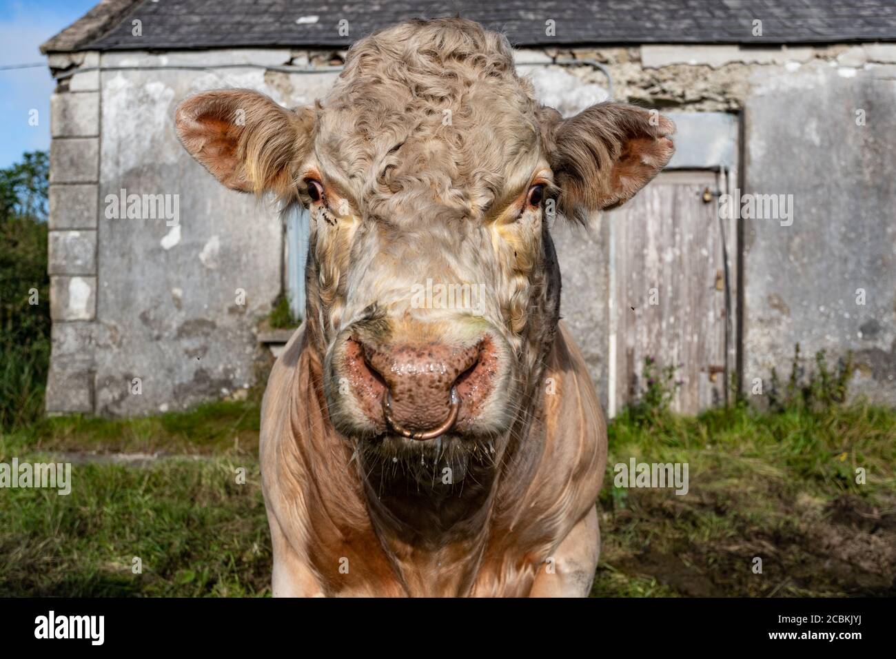 Portrait of a Large adult male Bull in rural Ireland setting Stock ...