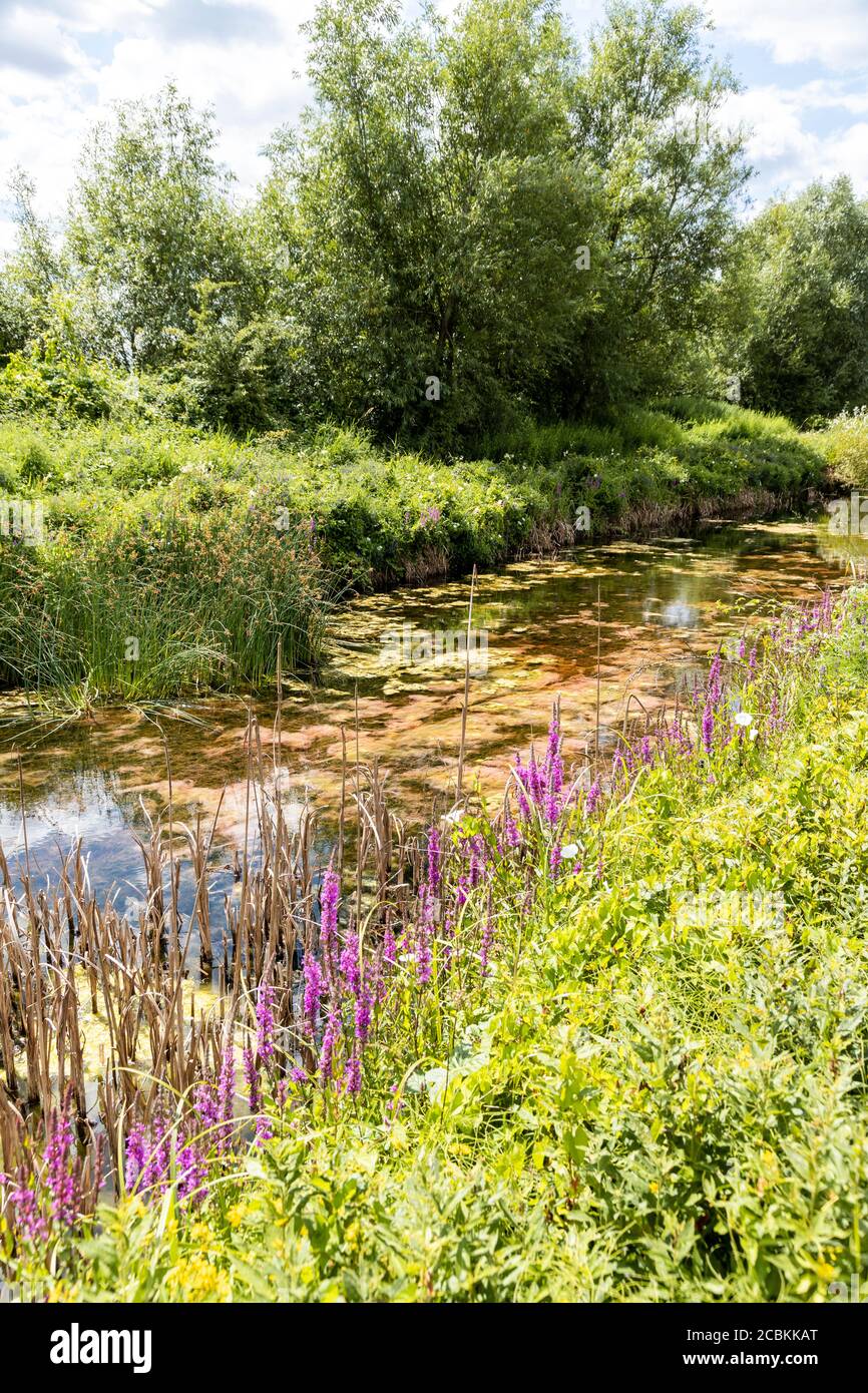 Lush summer growth at the Coombe Hill Canal Nature Reserve ...